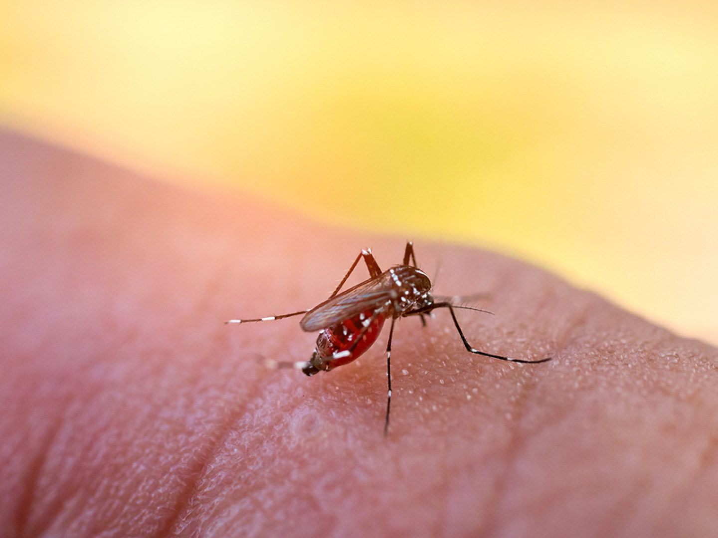 Mosquito Control | Tick Control | Newburgh, NY | Pest Medic